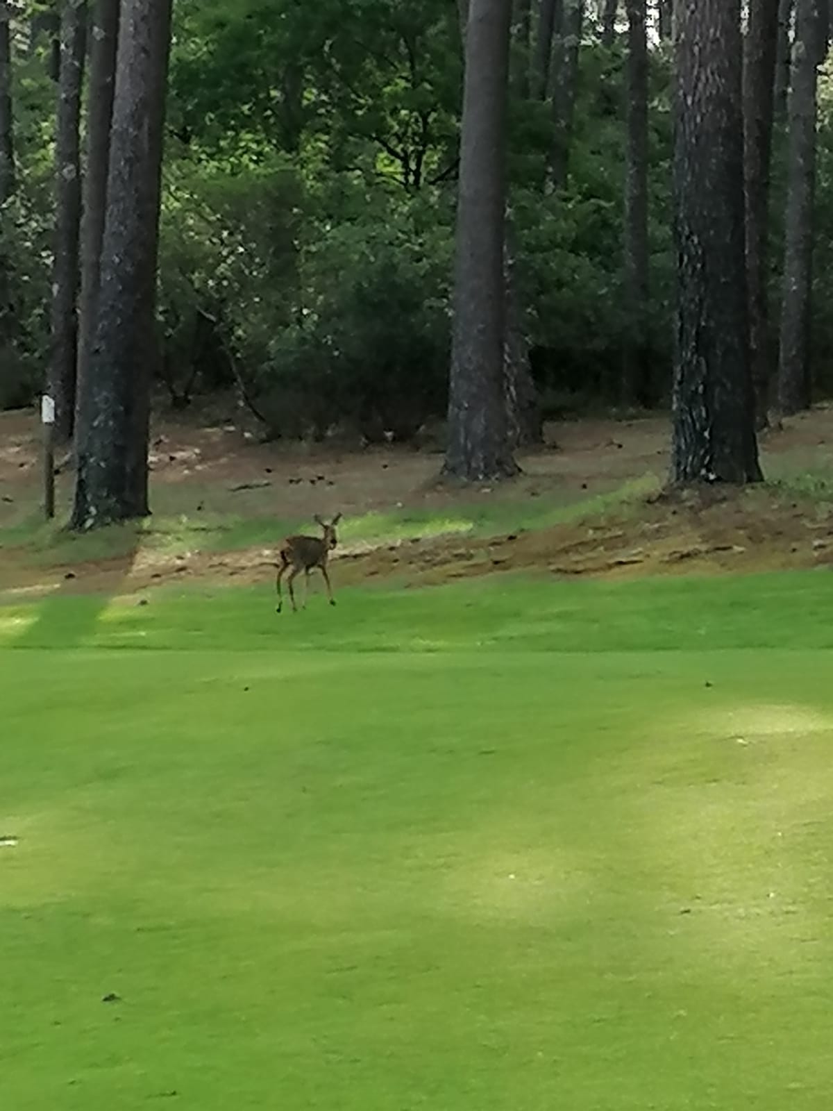 Le Trophée Balata 2021 au golf de l'Ardilouse - Balata Golf Medoc